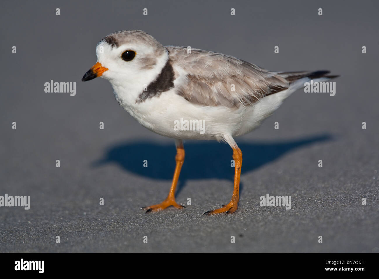 Adult Piping Plover Standing on the Beach at Sunrise Stock Photo - Alamy