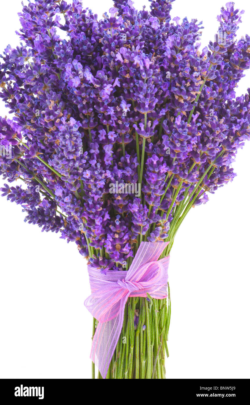 Bunch of lavender Stock Photo - Alamy