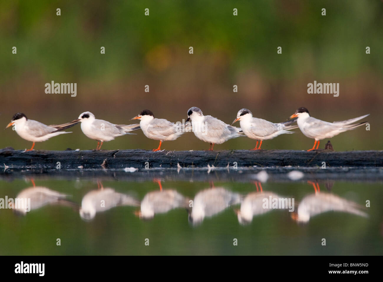 Adult and Juvenile Common Terns Standing on a Log Stock Photo - Alamy