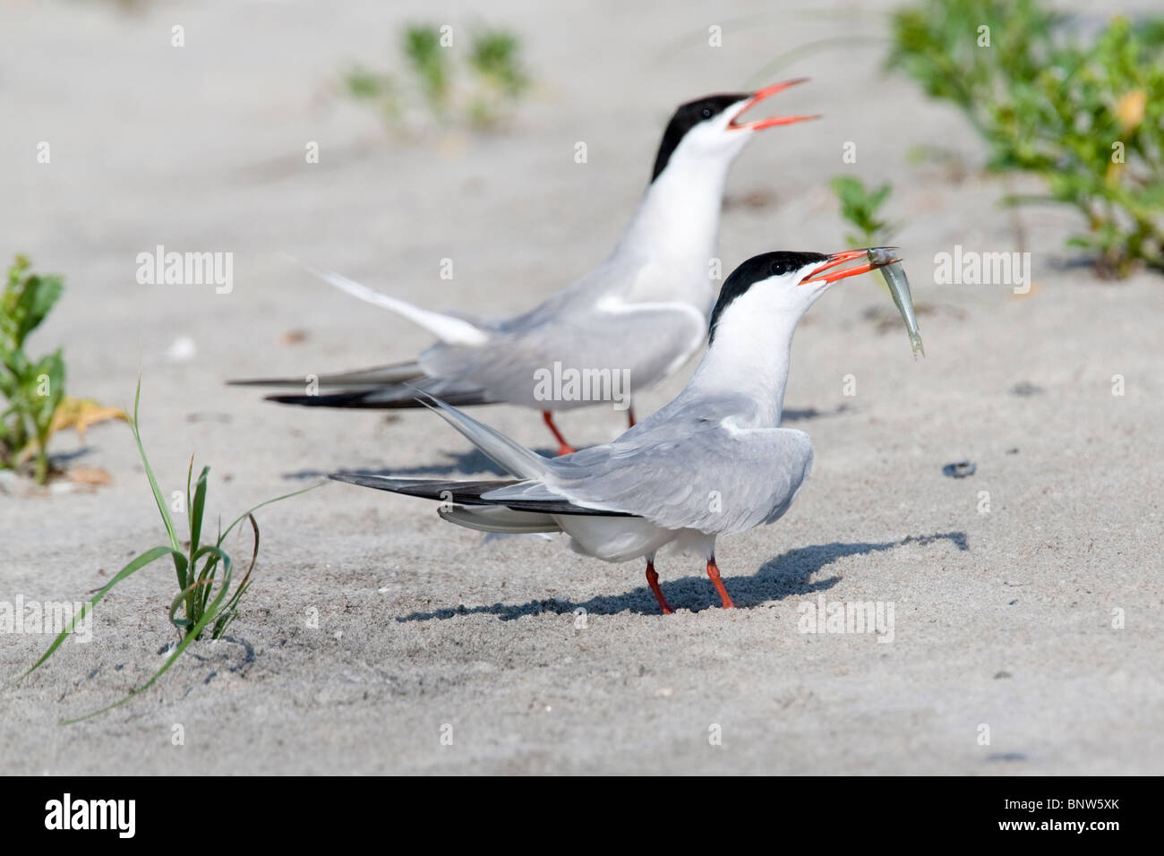 Male and Female Common Tern in Mating Ritual Stock Photo - Alamy