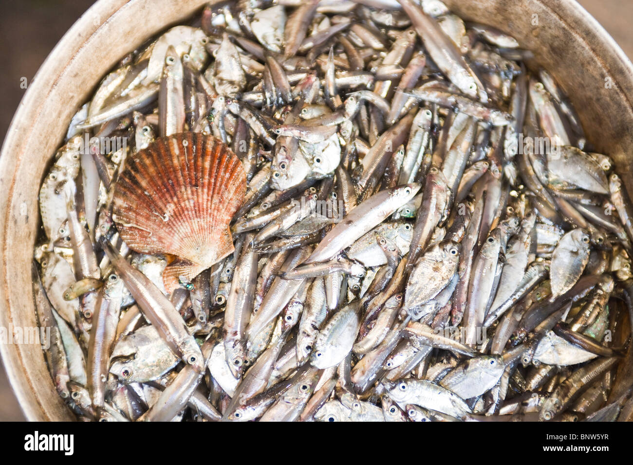 Small fish & shell in a bucket Stock Photo - Alamy