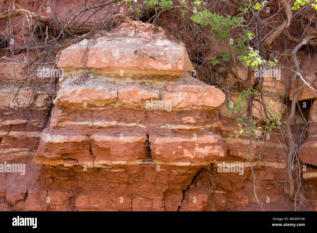 Red rocks in the zion canyon national park in USA Stock Photo - Alamy