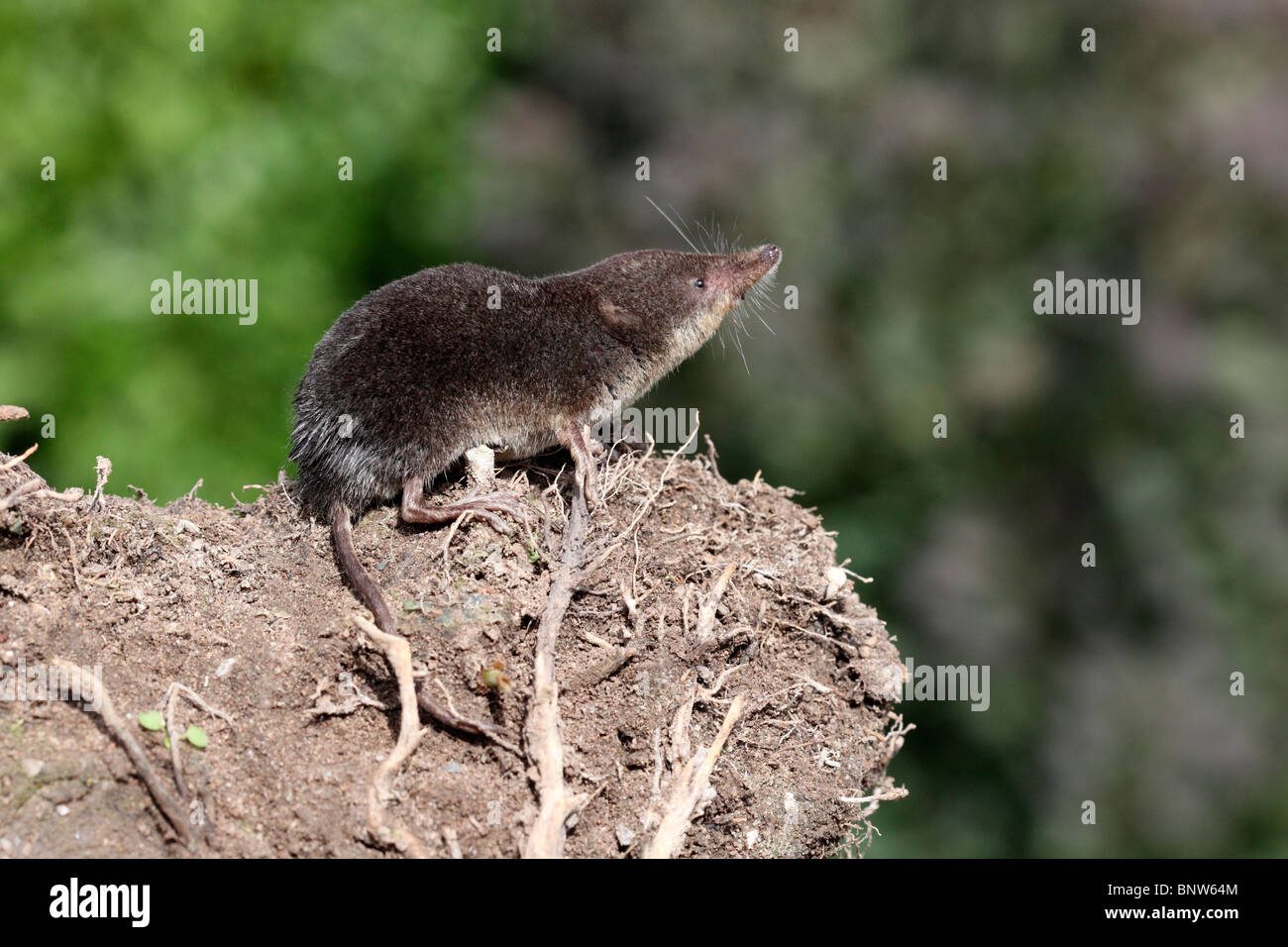 Water shrew, Neomys fodiens, single shrew on ground, Warwickshire, July ...