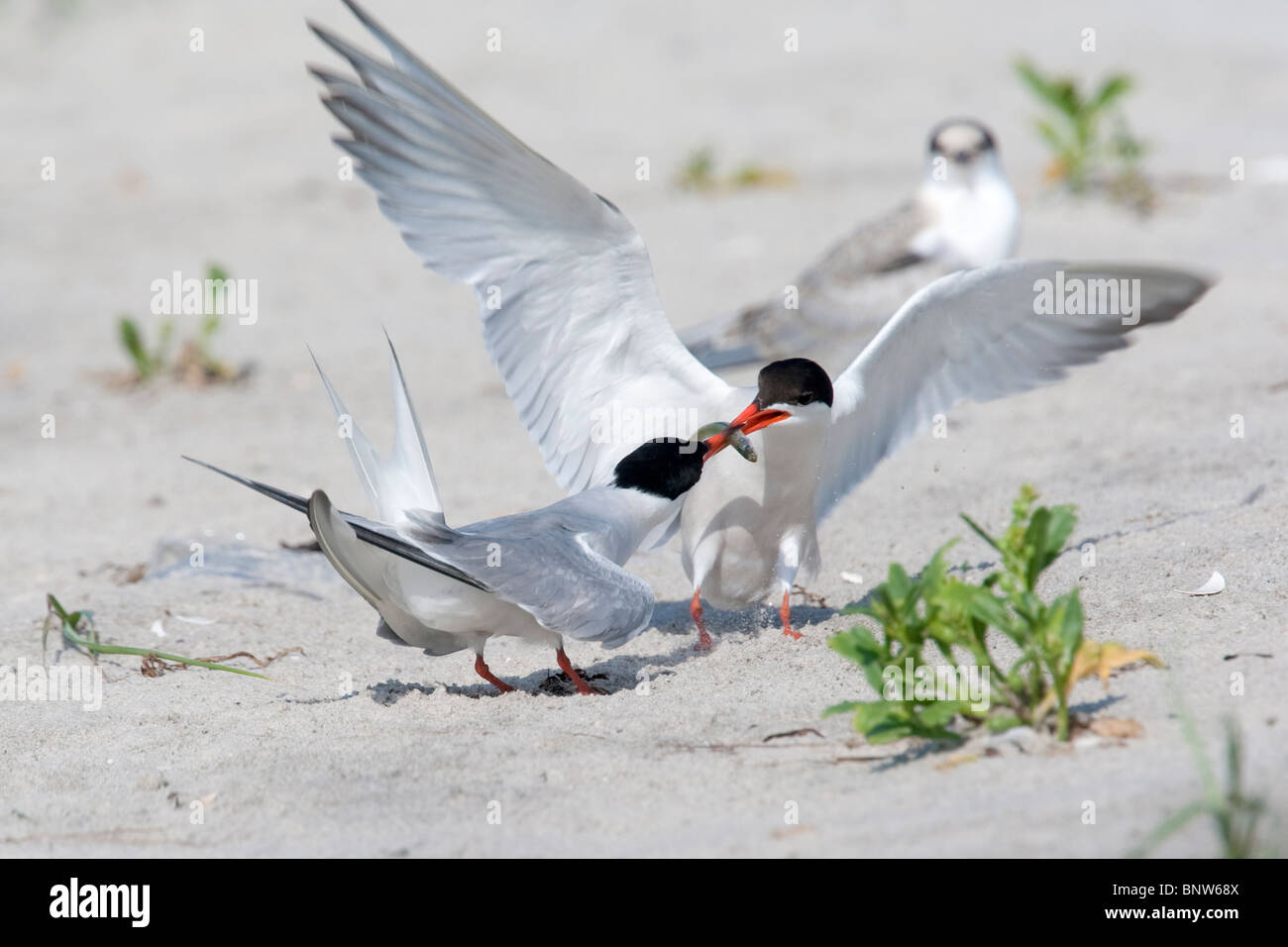 Female Common Tern Accepting a Fish from the Male in a Mating Ritual ...