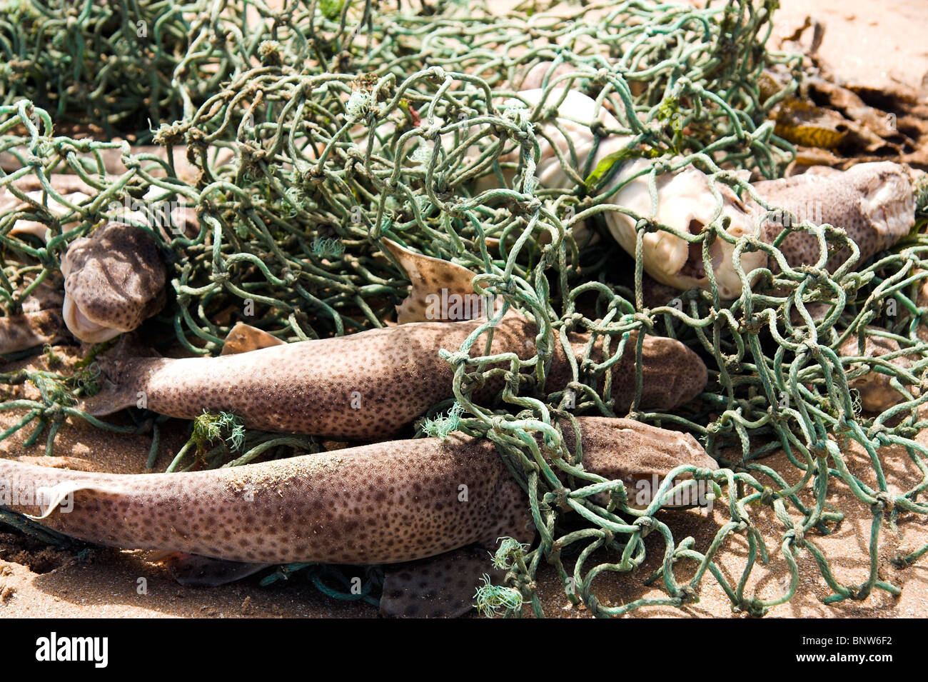 Dead fish in a net, discarded on a beach, Anglesey, North Wales, UK ...