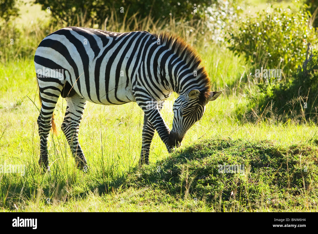 Zebra in the Masai Mara Kenya Stock Photo - Alamy