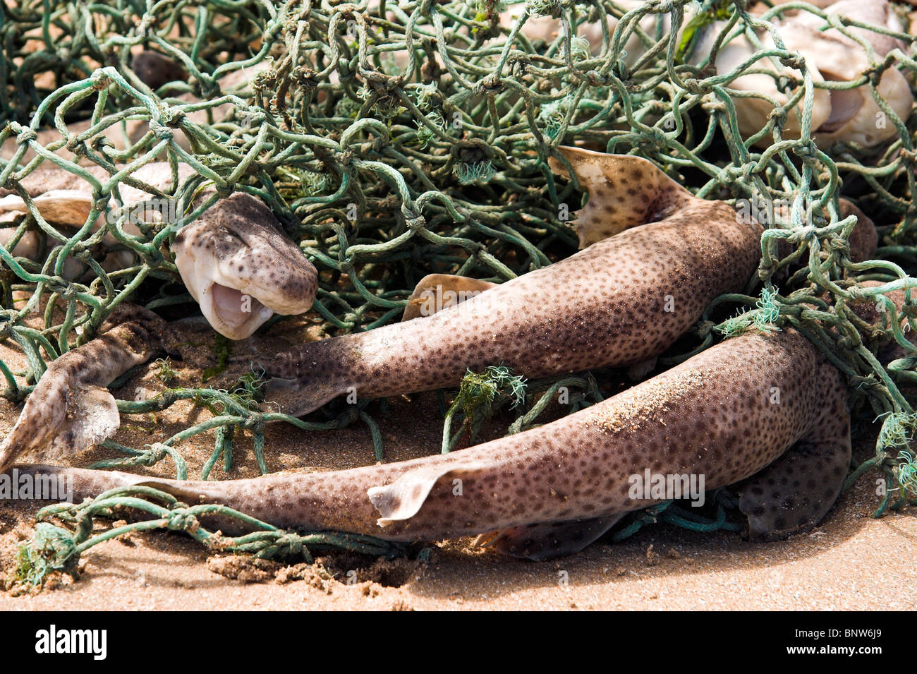 Dead fish in a net, discarded on a beach, Anglesey, North Wales, UK ...