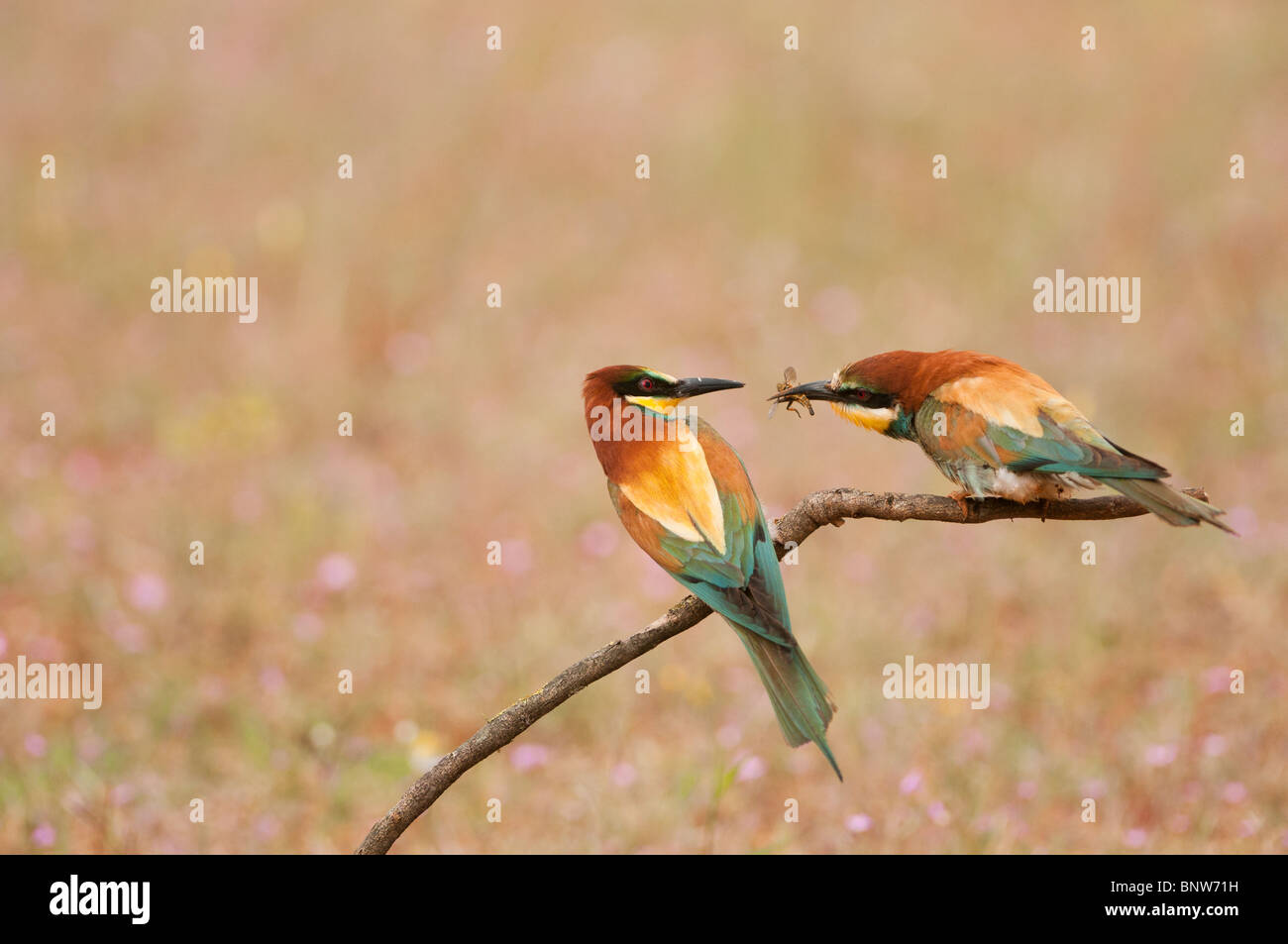 Male of European Beeeater (Merops apiaster) bringing captured insects ...