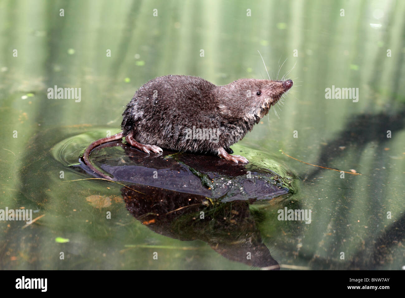 American Water Shrew