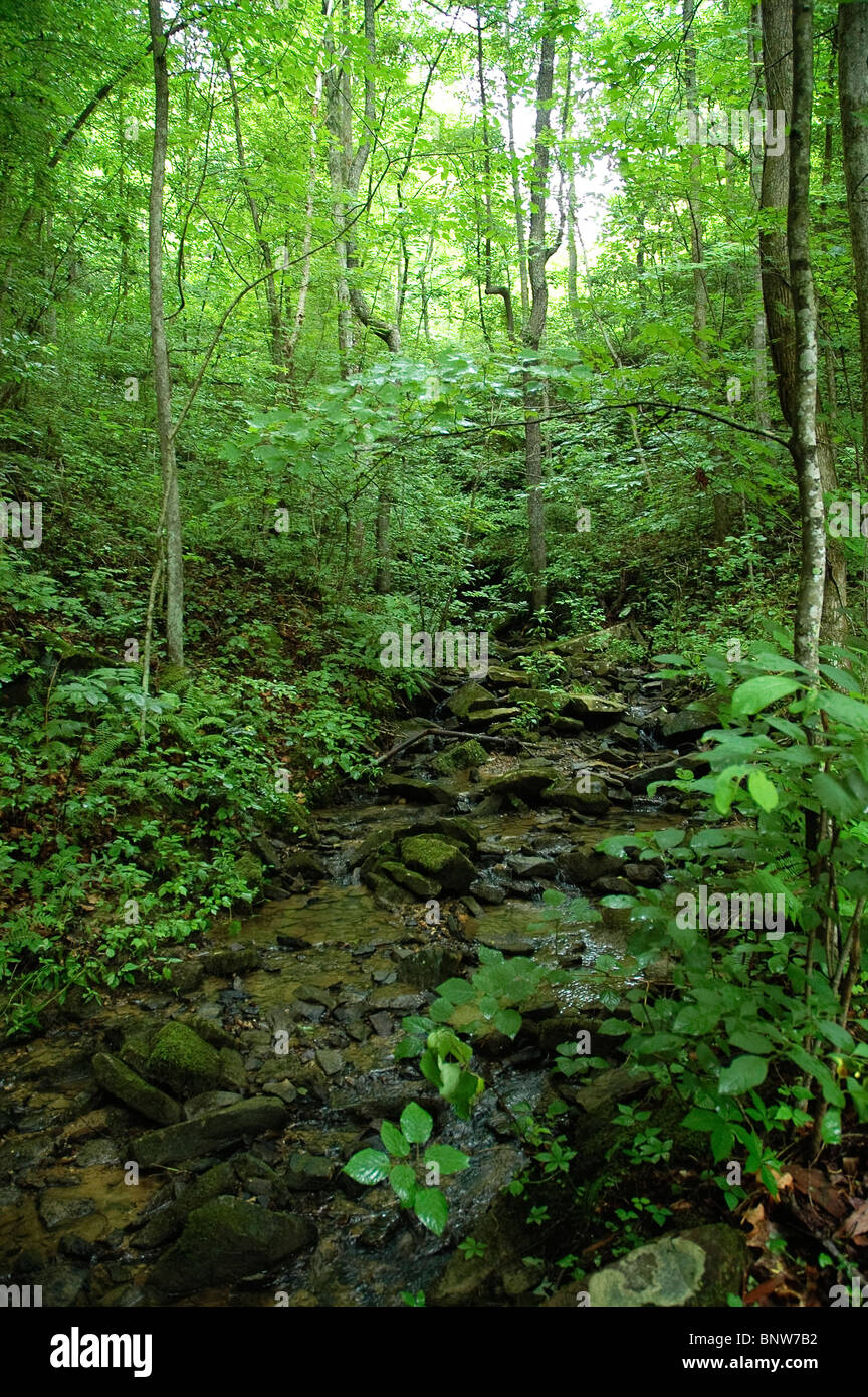 Kentucky woods surrounding Barthell coal Mining Camp Stock Photo - Alamy