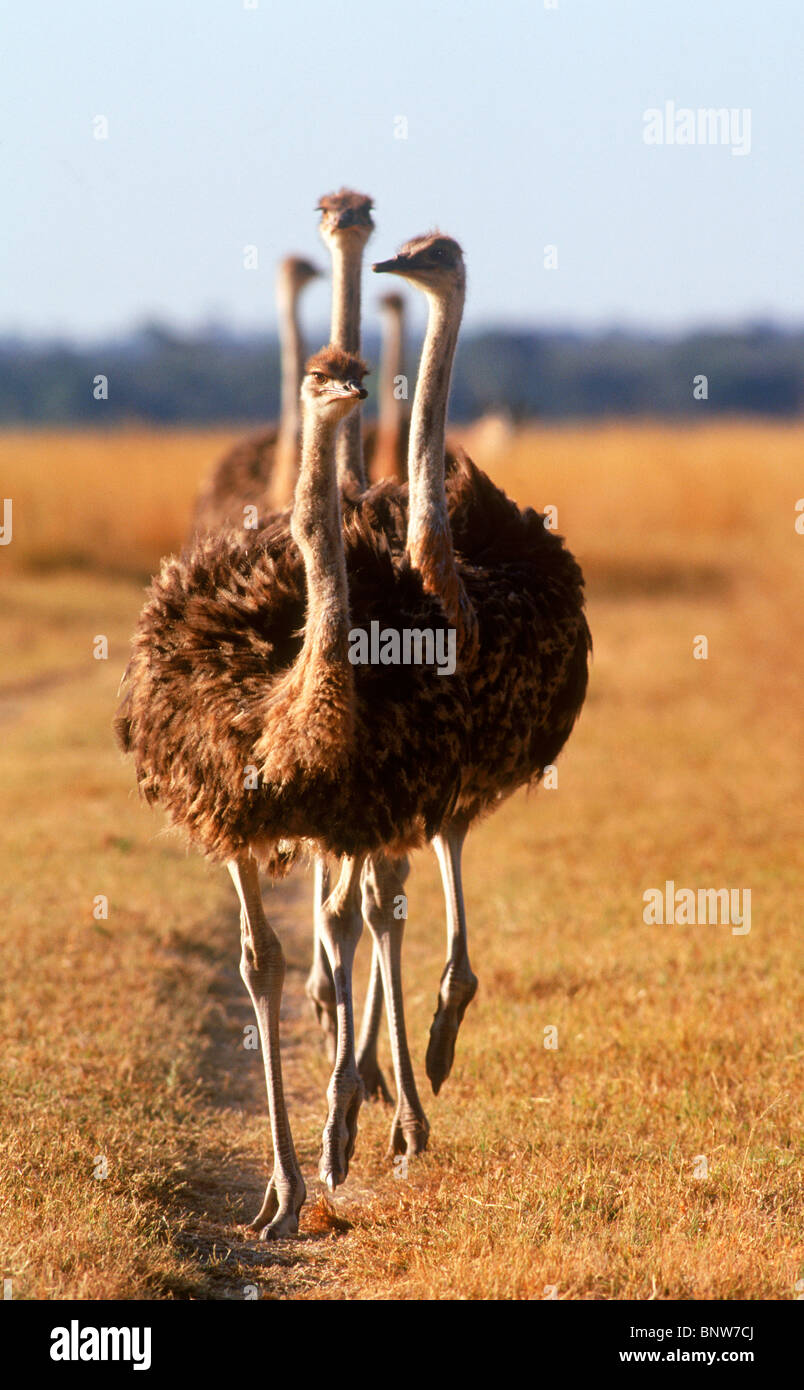 Family of wild ostrich walking on trail crossing savanna in Zimbabwe ...
