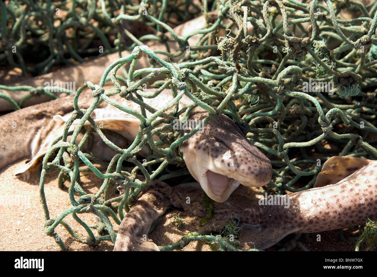 Netted beach hi-res stock photography and images - Alamy