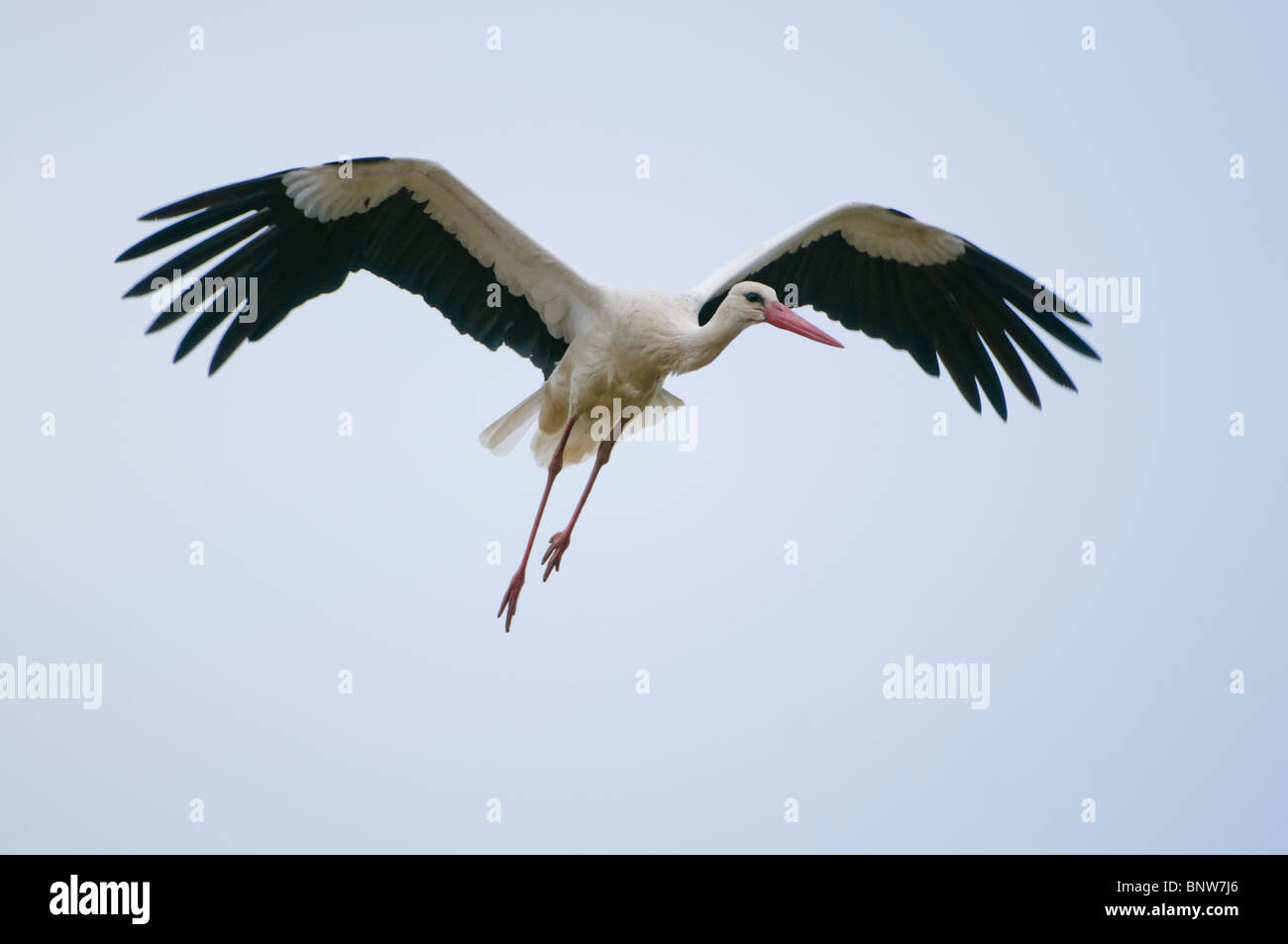 Common european Stork (Ciconia ciconia), flying, Spain Stock Photo - Alamy