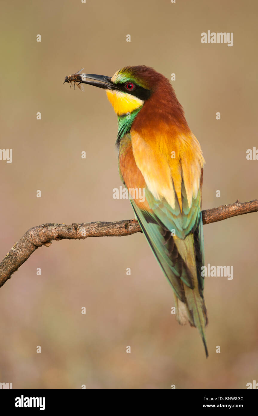 Male of European Beeeater (Merops apiaster) bringing captured insects ...