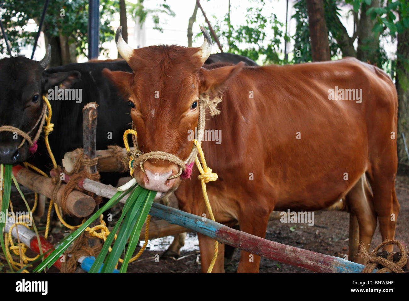 Ox farm cattle Stock Photo - Alamy