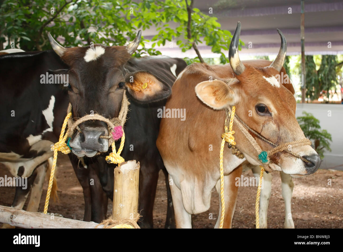Ox farm cattle Stock Photo - Alamy