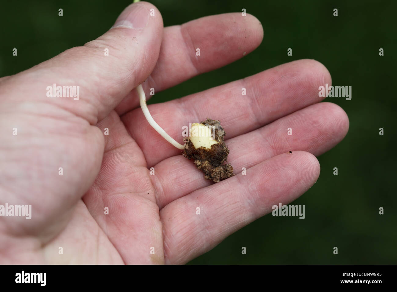 Close up of the Undergound Tuber of the Woodland Plant Known as a Pig ...