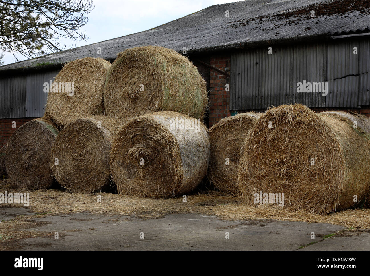 Hay corn hi-res stock photography and images - Alamy