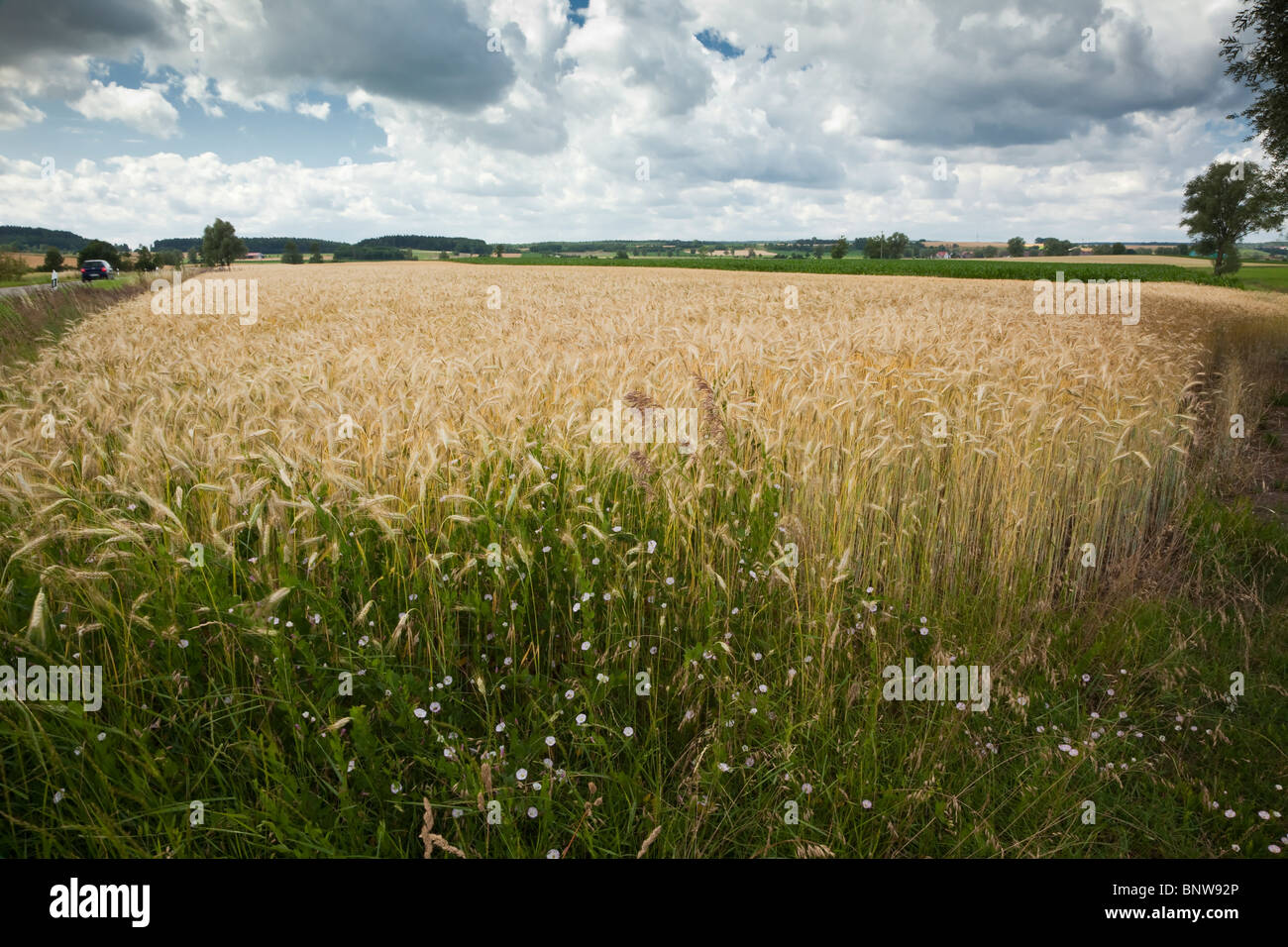 Wide-angle of bright soft focus wheat field on farm in German country ...