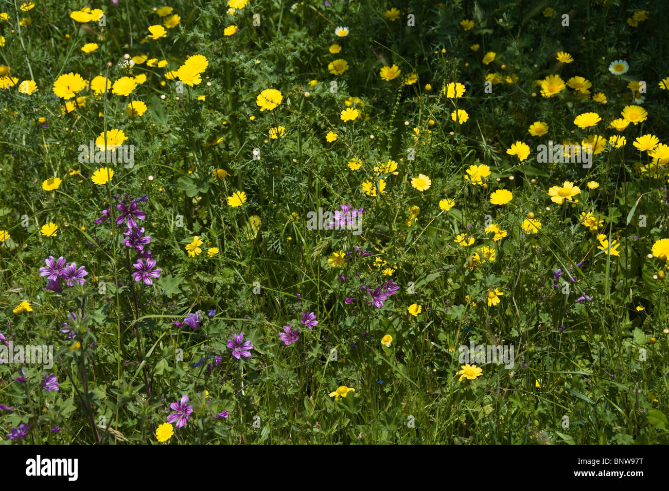 Corfu flower hi-res stock photography and images - Alamy
