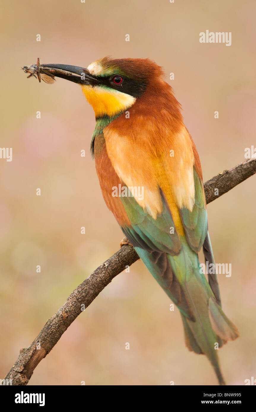 Male of European Beeeater (Merops apiaster) bringing captured insects ...