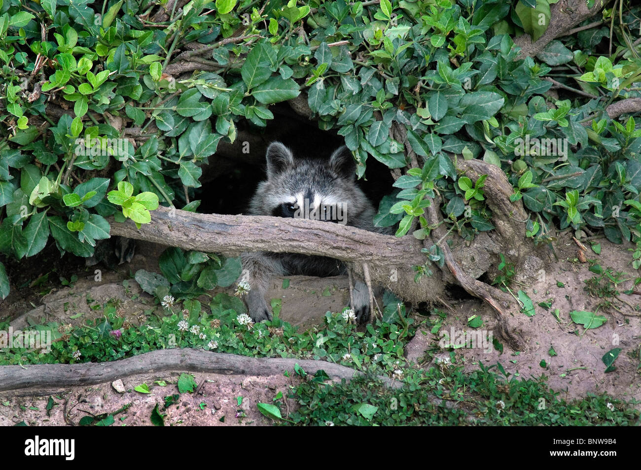 Raccoon den hi-res stock photography and images - Alamy