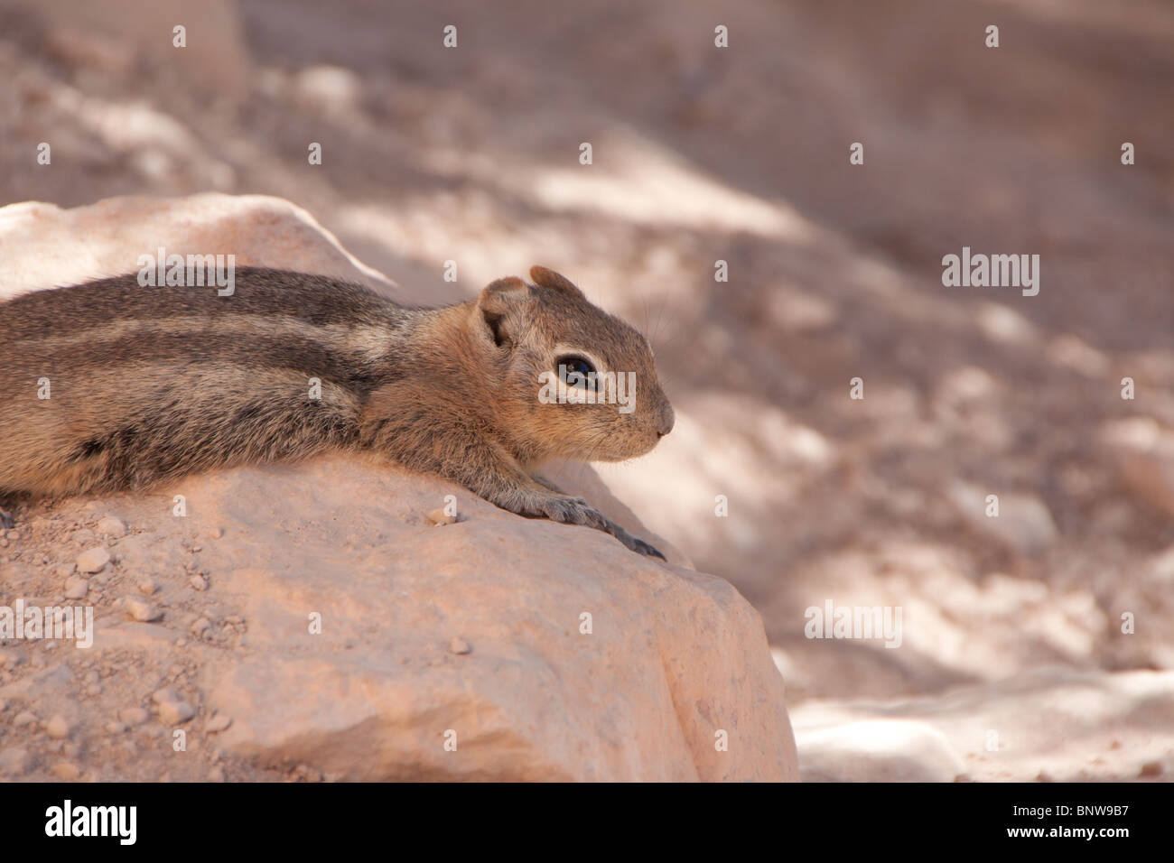 Gray chipmunk hi-res stock photography and images - Alamy