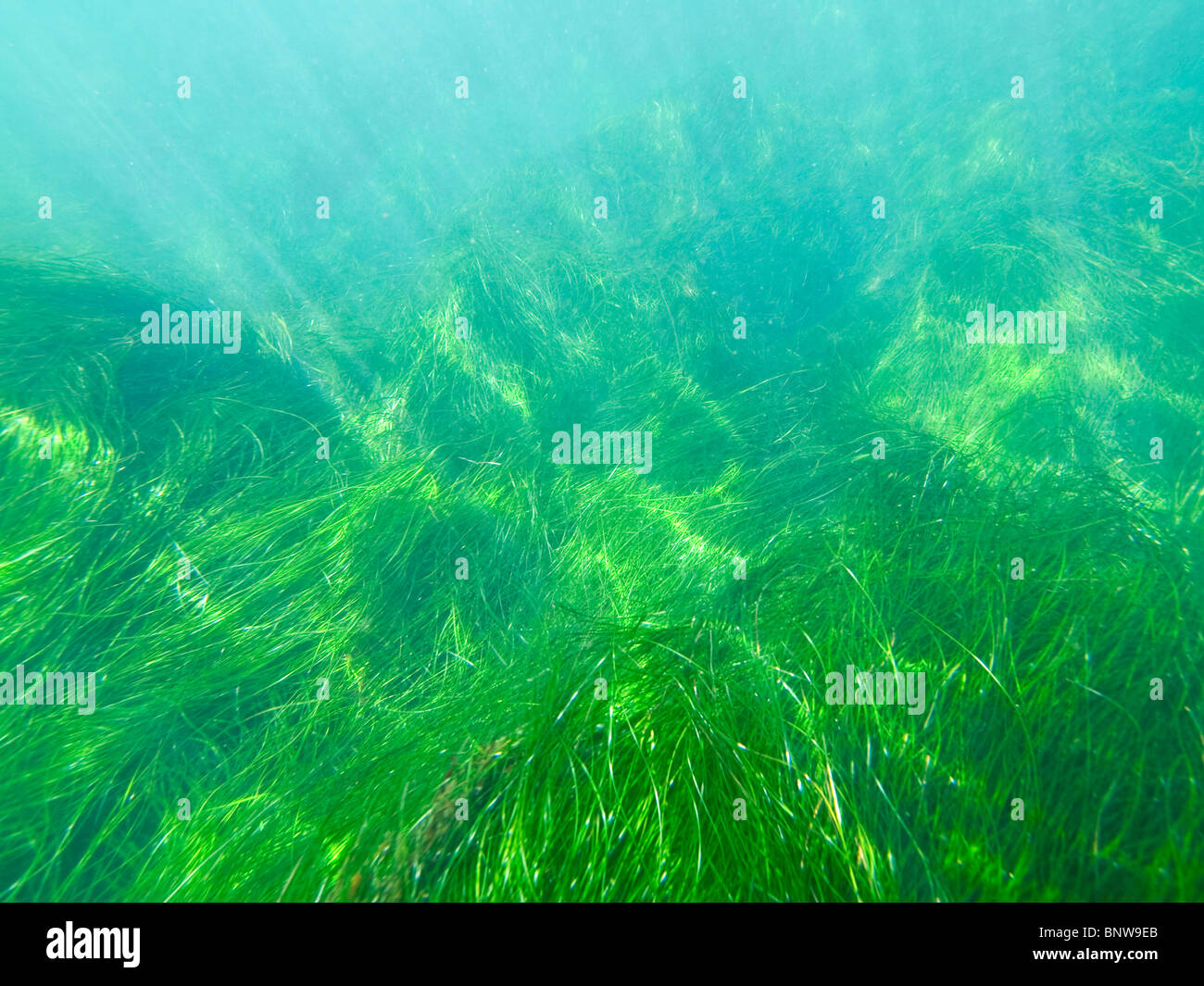 Seagrass underwater hi-res stock photography and images - Alamy