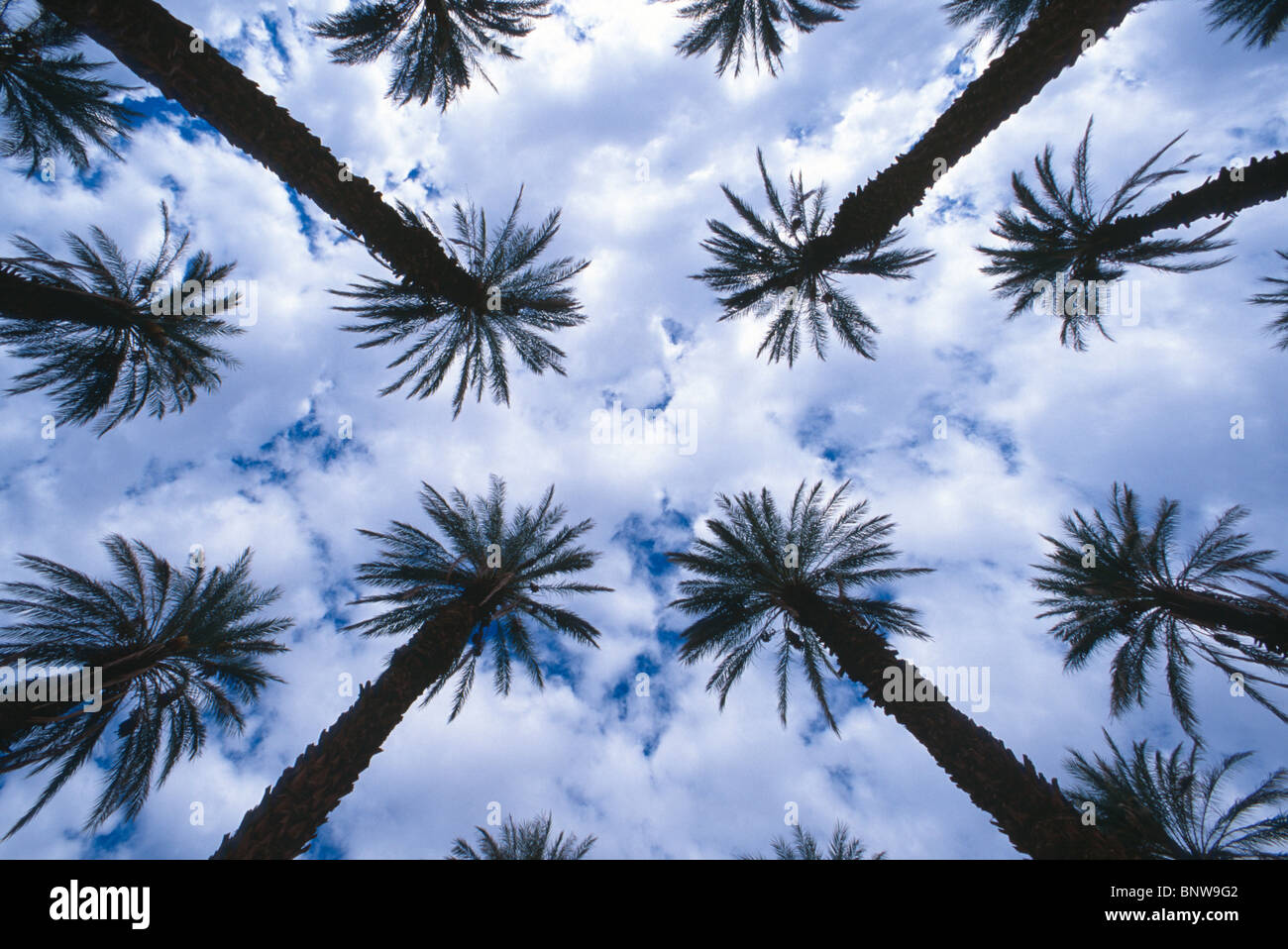 Date palm grove death valley hi-res stock photography and images - Alamy