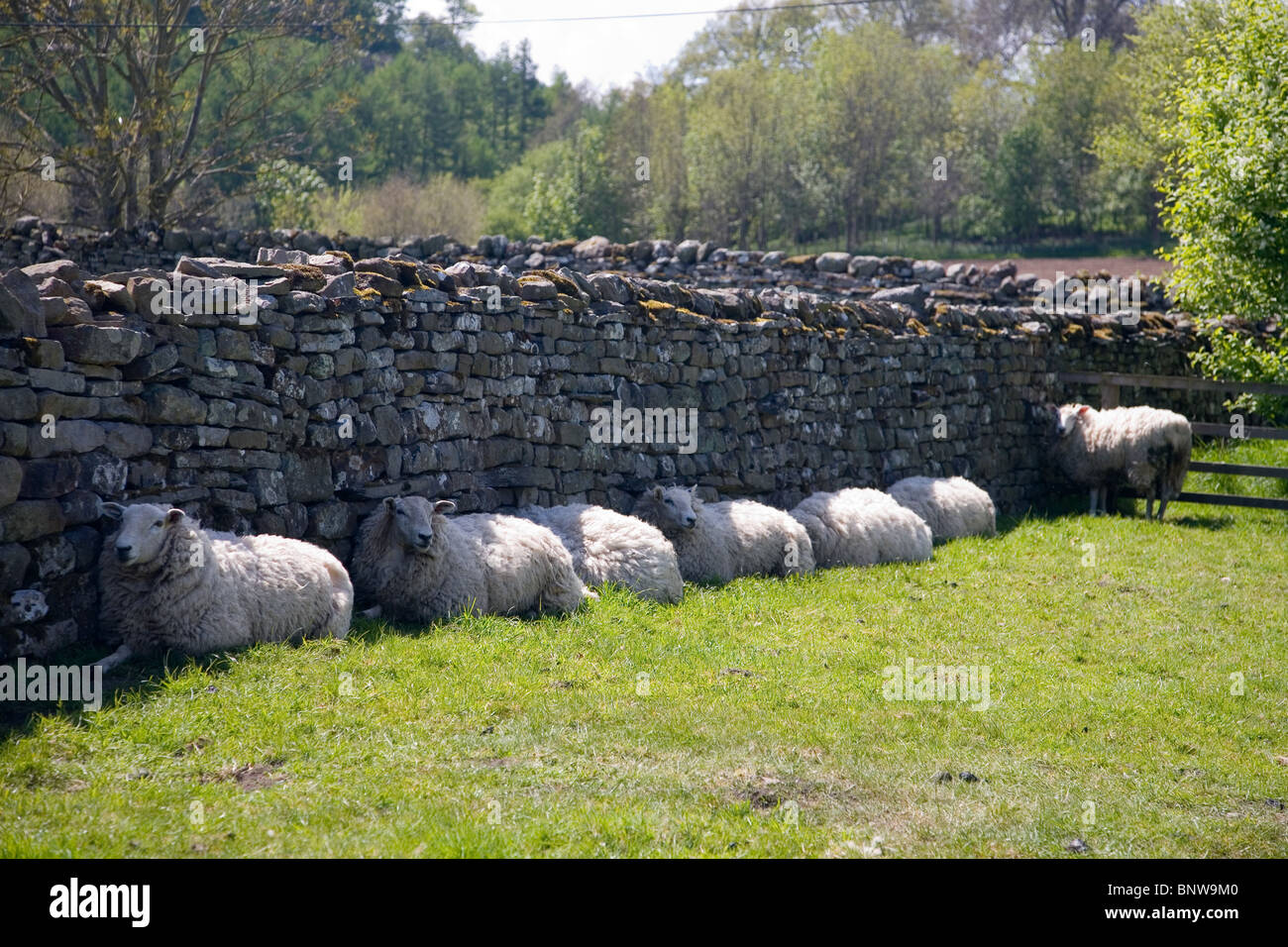 Dry stone wall sheep hi-res stock photography and images - Alamy