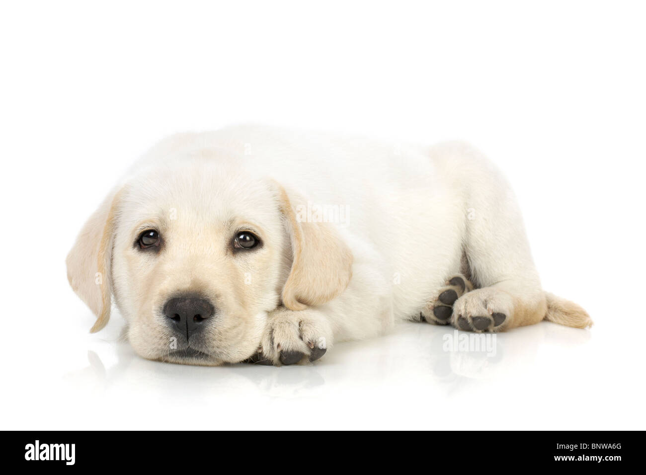 Adorable Labrador retriever puppy against white background Stock Photo ...