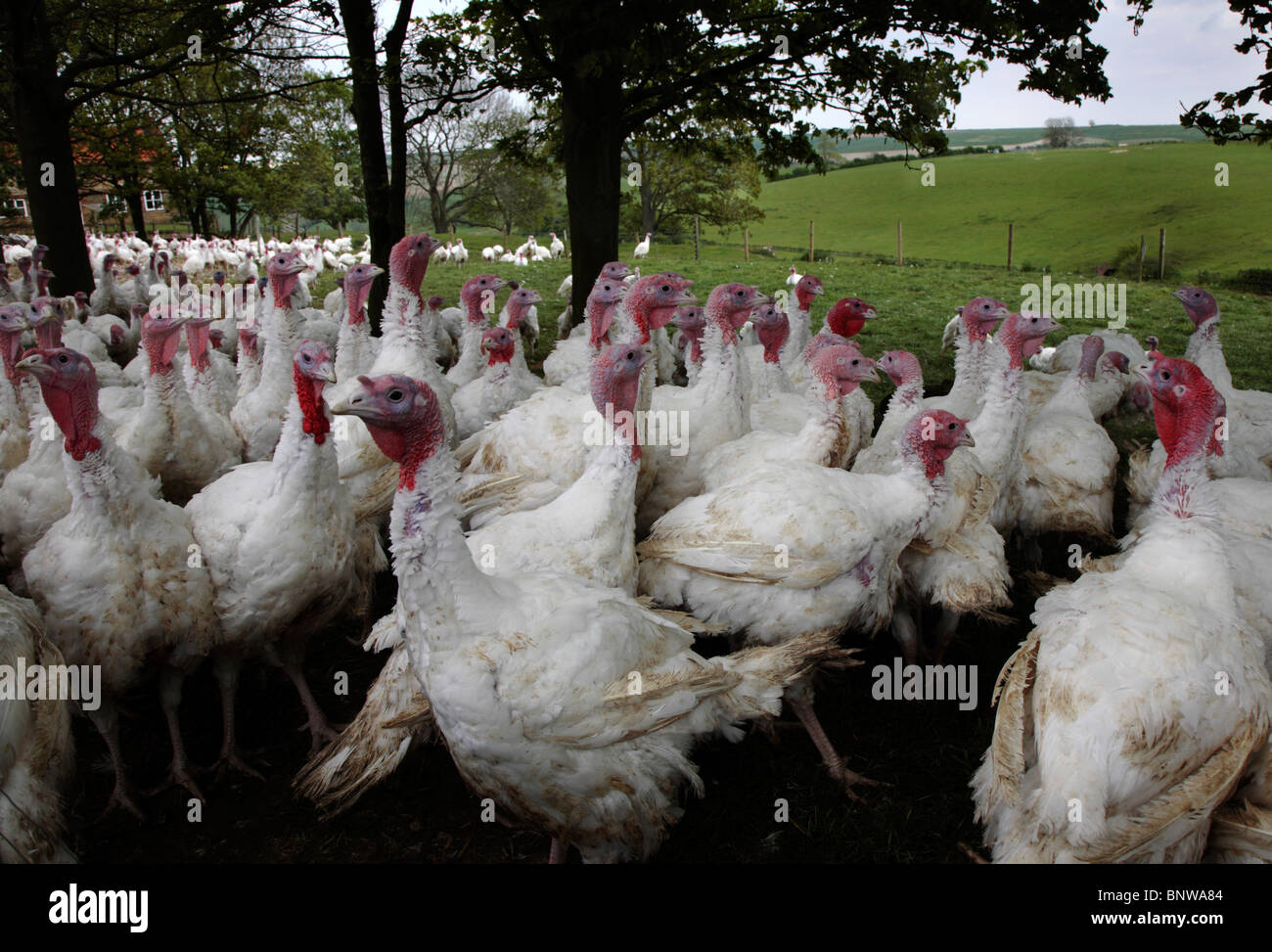 Turkey farm hi-res stock photography and images - Alamy