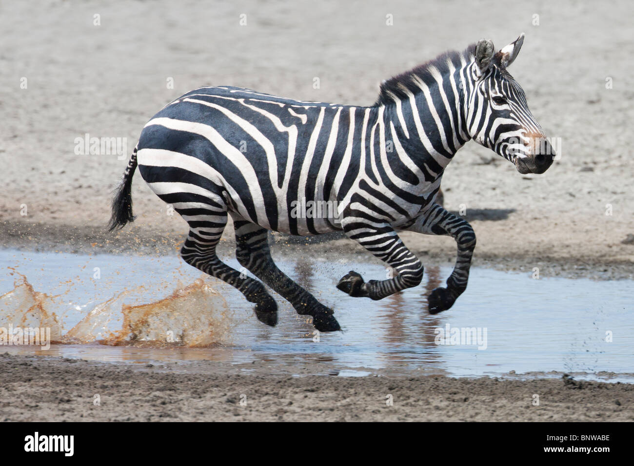 Zebra running at Ndutu Marh, Serengeti, Tanzania Stock Photo - Alamy