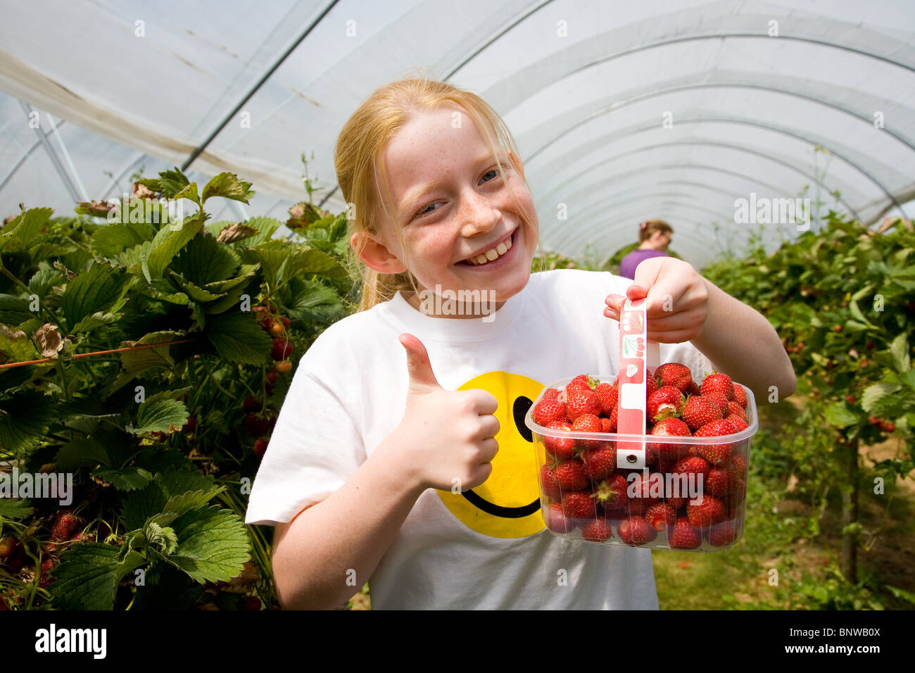 Pick own strawberries hi-res stock photography and images - Alamy