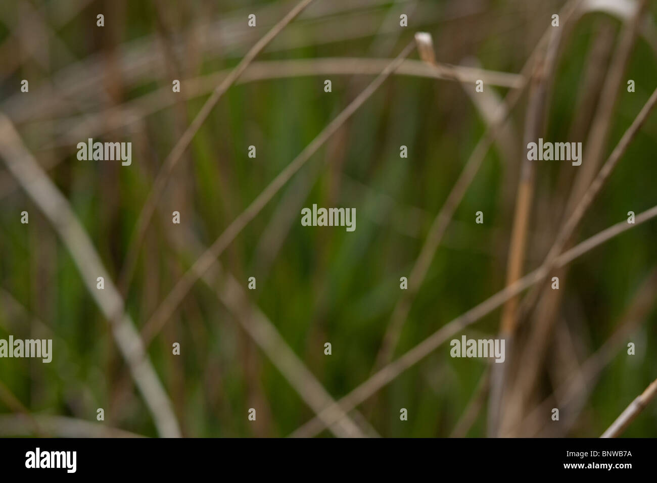 English Summer Foliage Stock Photo - Alamy