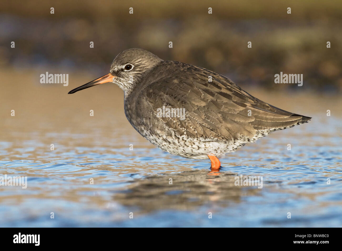 Coastal winter birds hi-res stock photography and images - Alamy