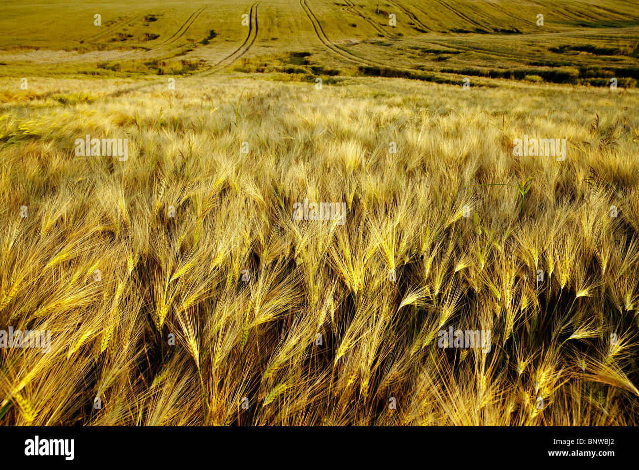 Corn field in the middle of summer Stock Photo - Alamy