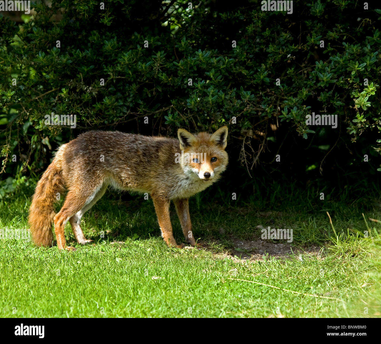 Old Blind Fox Stock Photo - Alamy