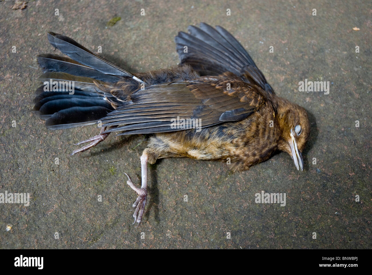Dead Body On Floor High Resolution Stock Photography and Images - Alamy