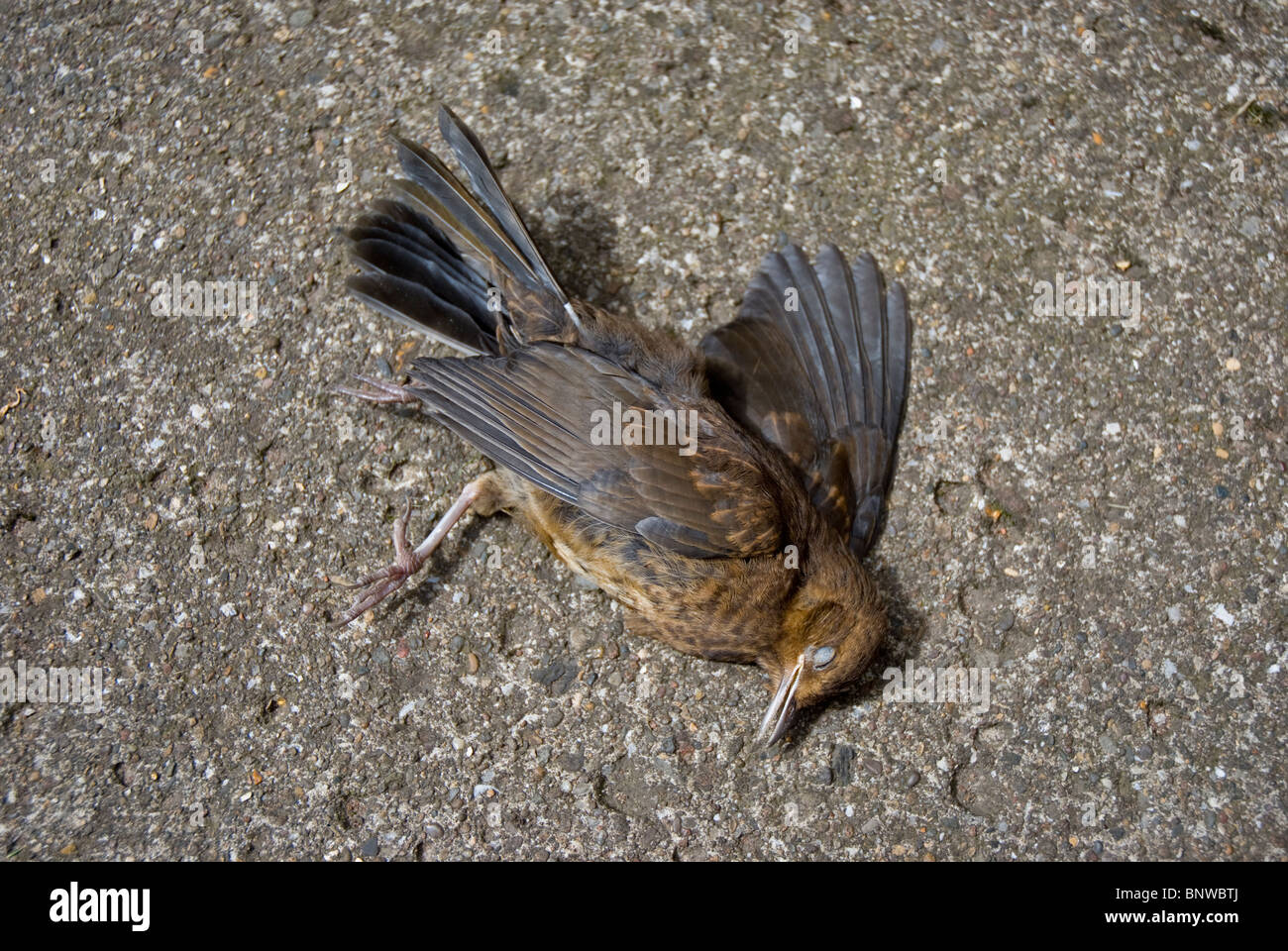 Bird lying on ground dead hi-res stock photography and images - Alamy