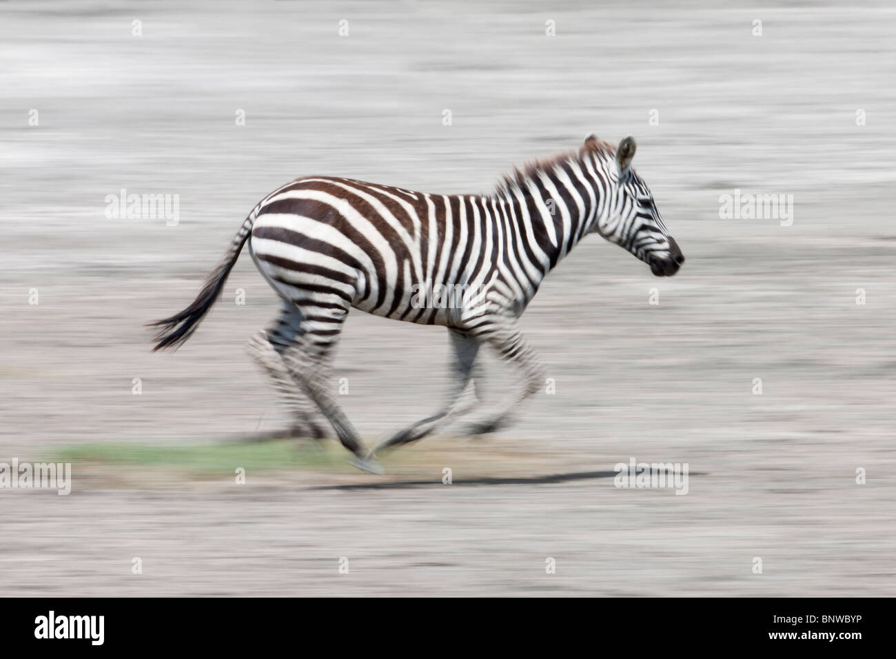 Zebra Running High Resolution Stock Photography and Images - Alamy