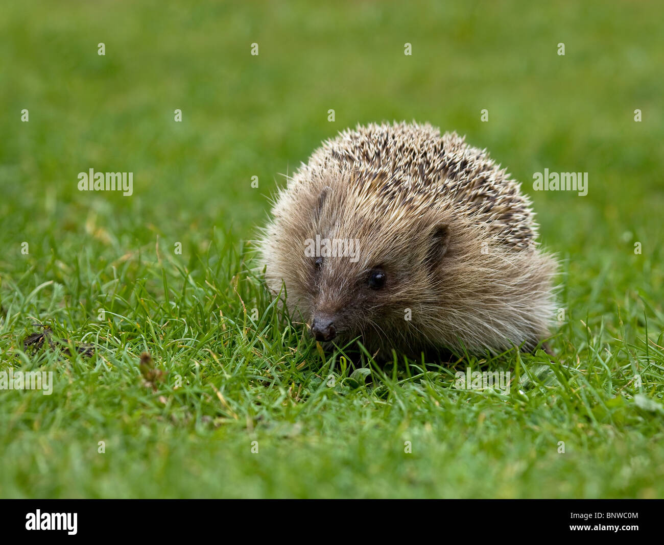 Hedgehog hibernate winter hi-res stock photography and images - Alamy