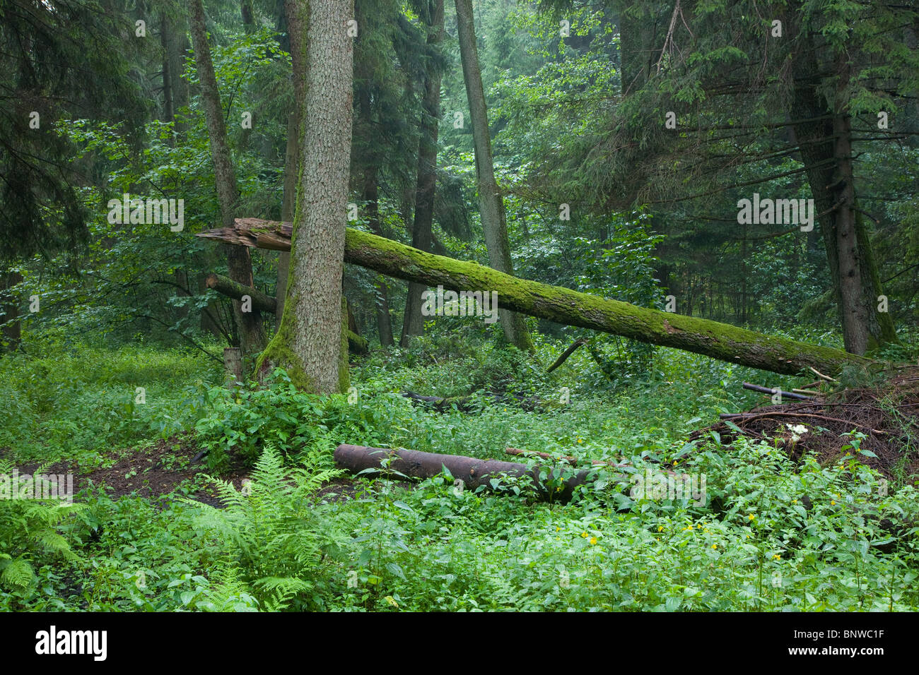 Old alder trees in front of riparian stand in summer with fresh green ...