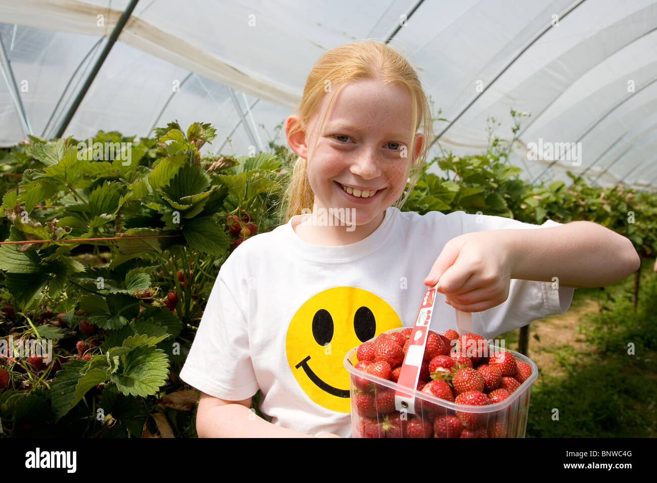 Pick own strawberries hi-res stock photography and images - Alamy