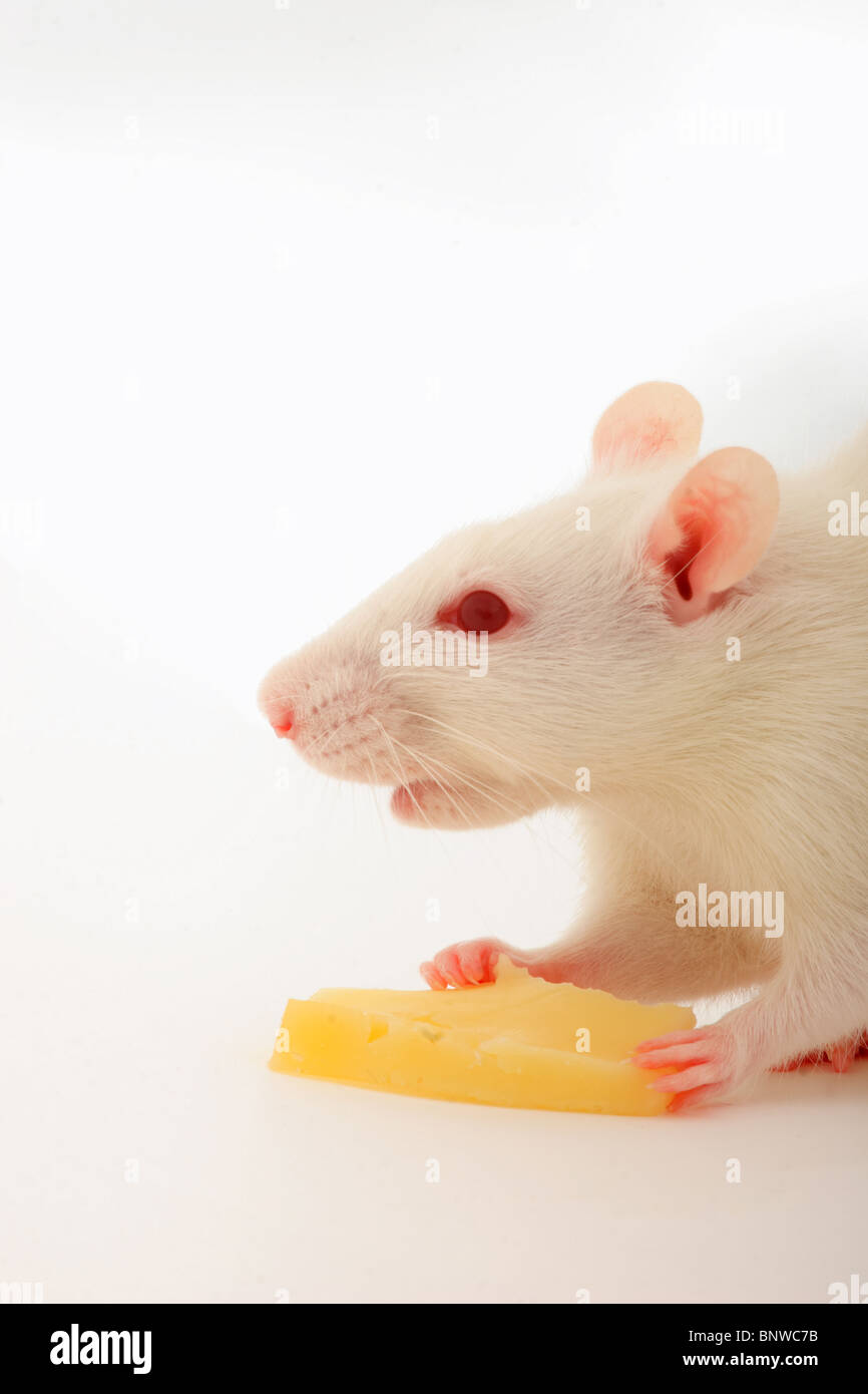 White rat face close hi-res stock photography and images - Alamy