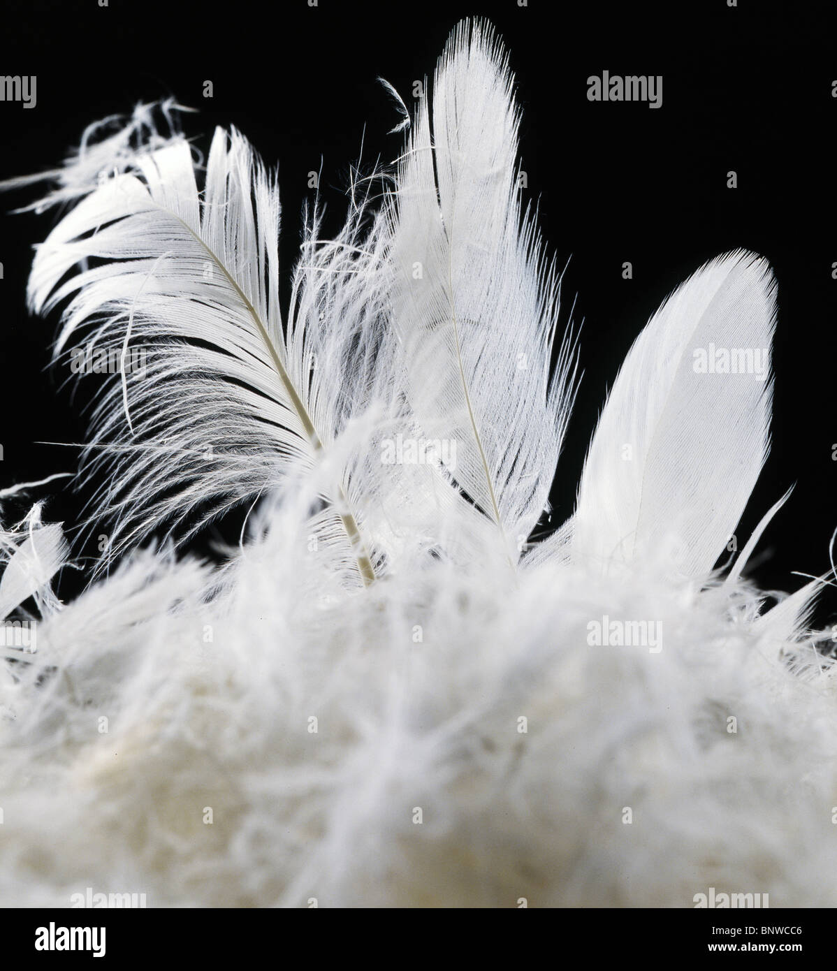 Fluffy White Feathers on Black background Stock Photo - Alamy