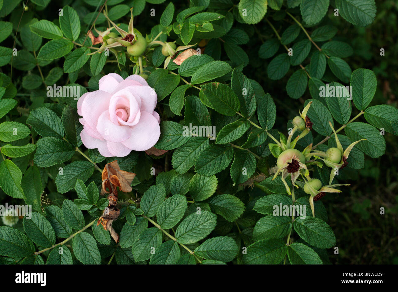 Dead rose bush hi-res stock photography and images - Alamy
