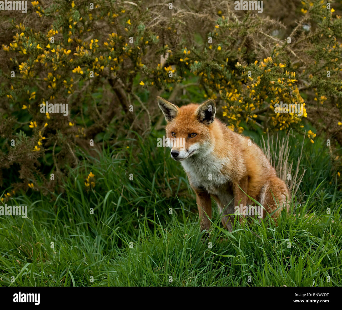 Red fox animal cunning hi-res stock photography and images - Alamy