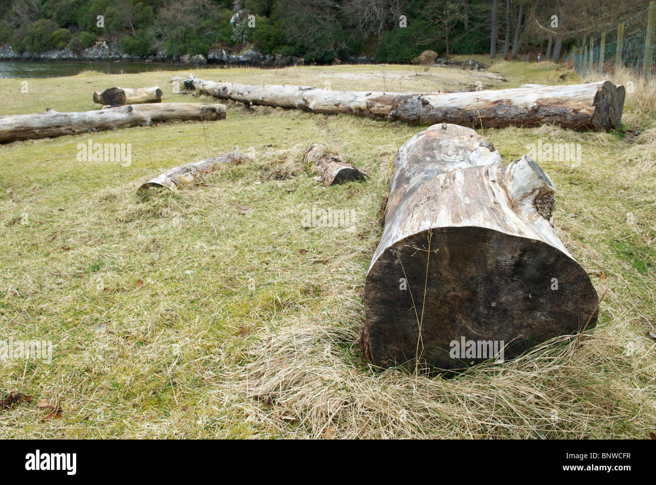 The end of a chopped log lying on grass with others close by, Loch ...