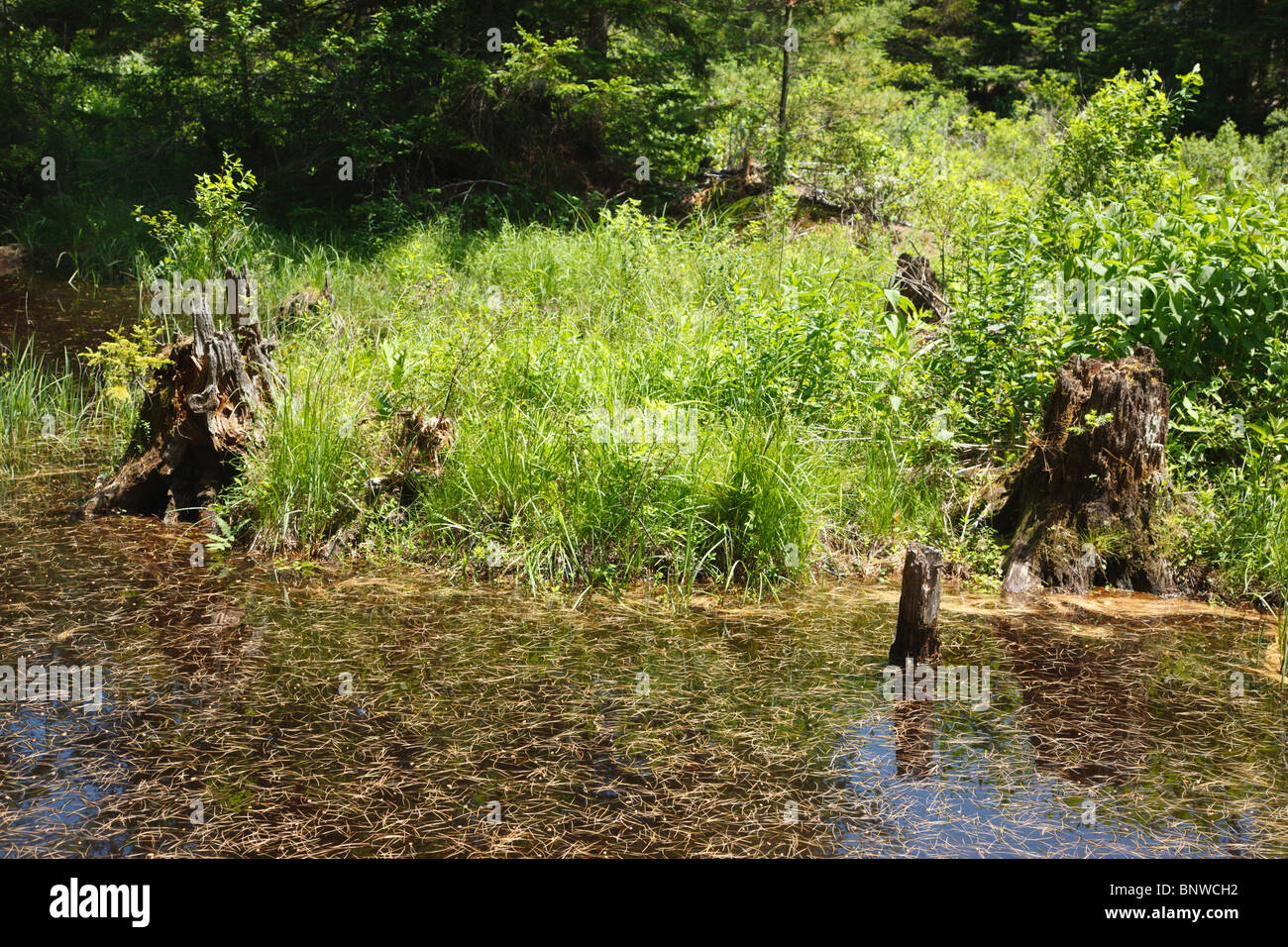 Pemigewasset Wilderness - Wetlands area along Franconia Brook Trail in ...